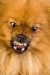 The Yappy Dog Comes For Thanksgiving – The Hickory Head Hermit